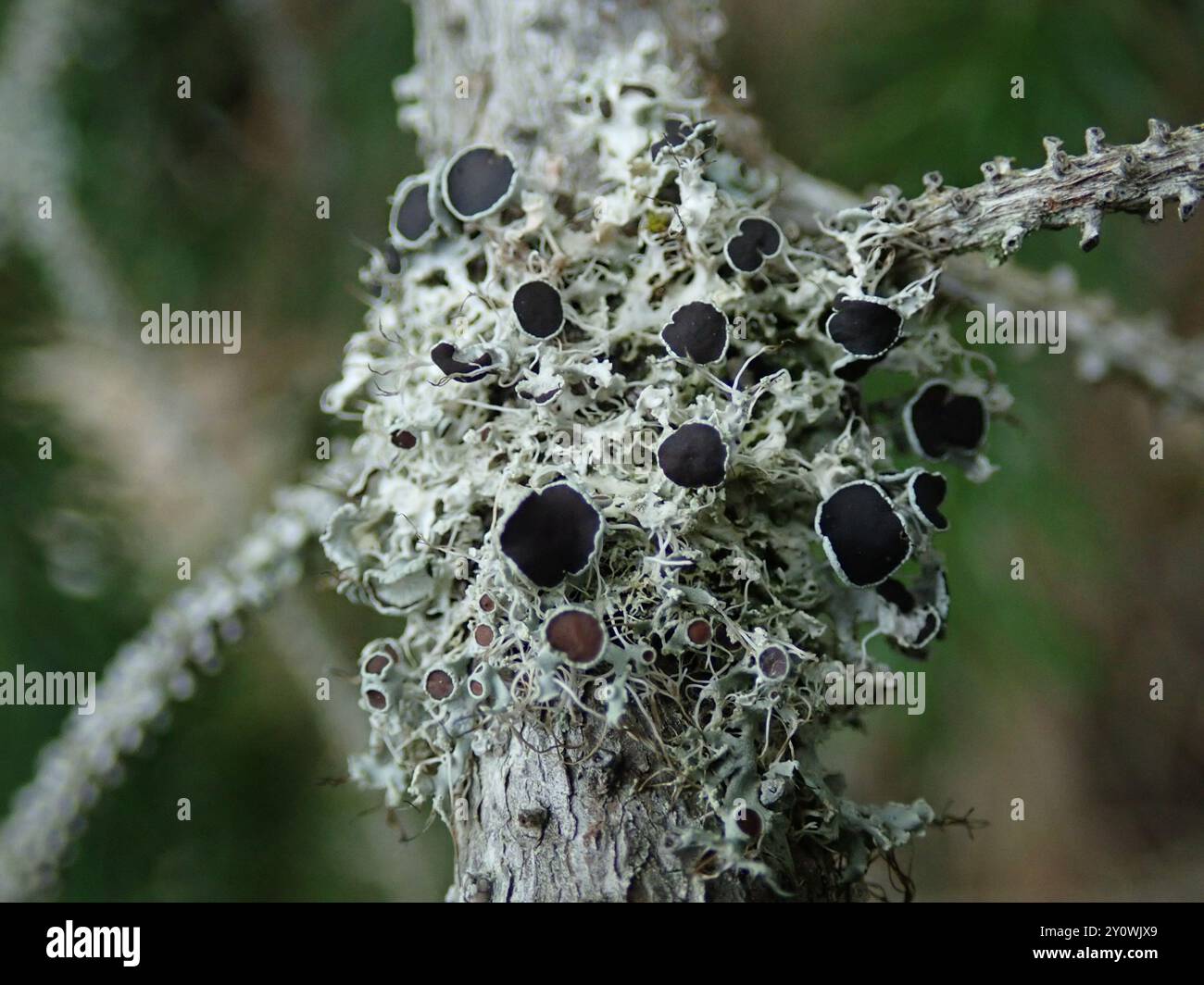 Fringed Rosette Lichen (Physcia tenella) Fungi Stock Photo - Alamy