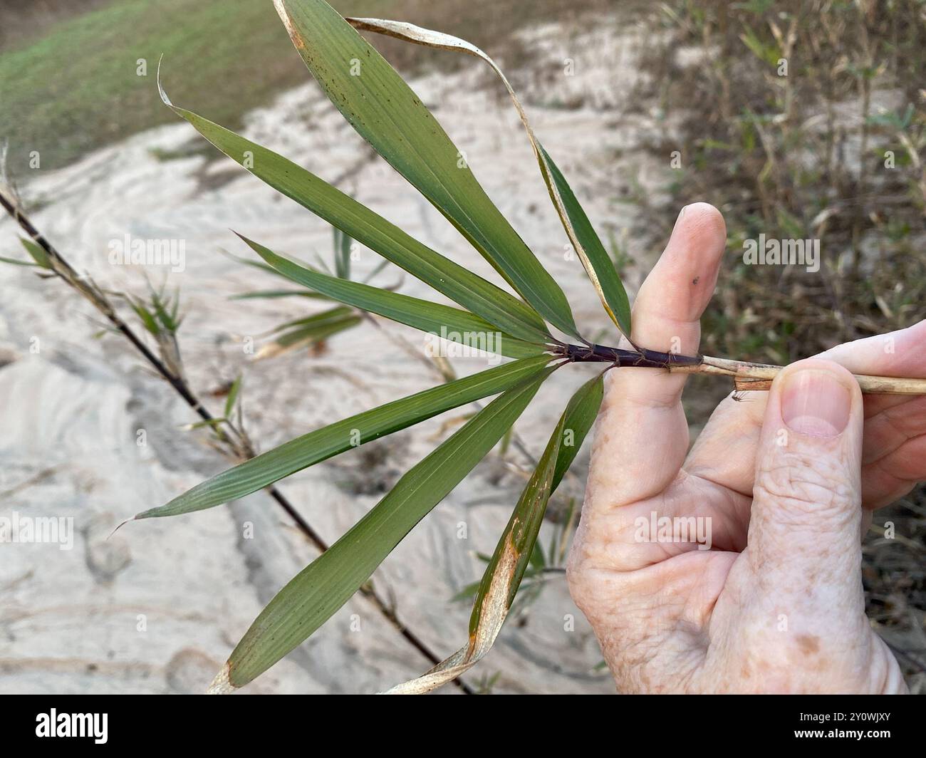 river cane (Arundinaria gigantea) Plantae Stock Photo - Alamy