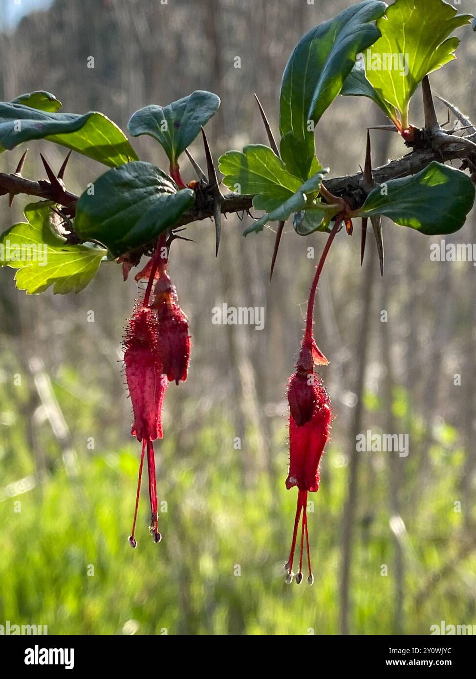 Fuchsiaflower Gooseberry (Ribes speciosum) Plantae Stock Photo - Alamy