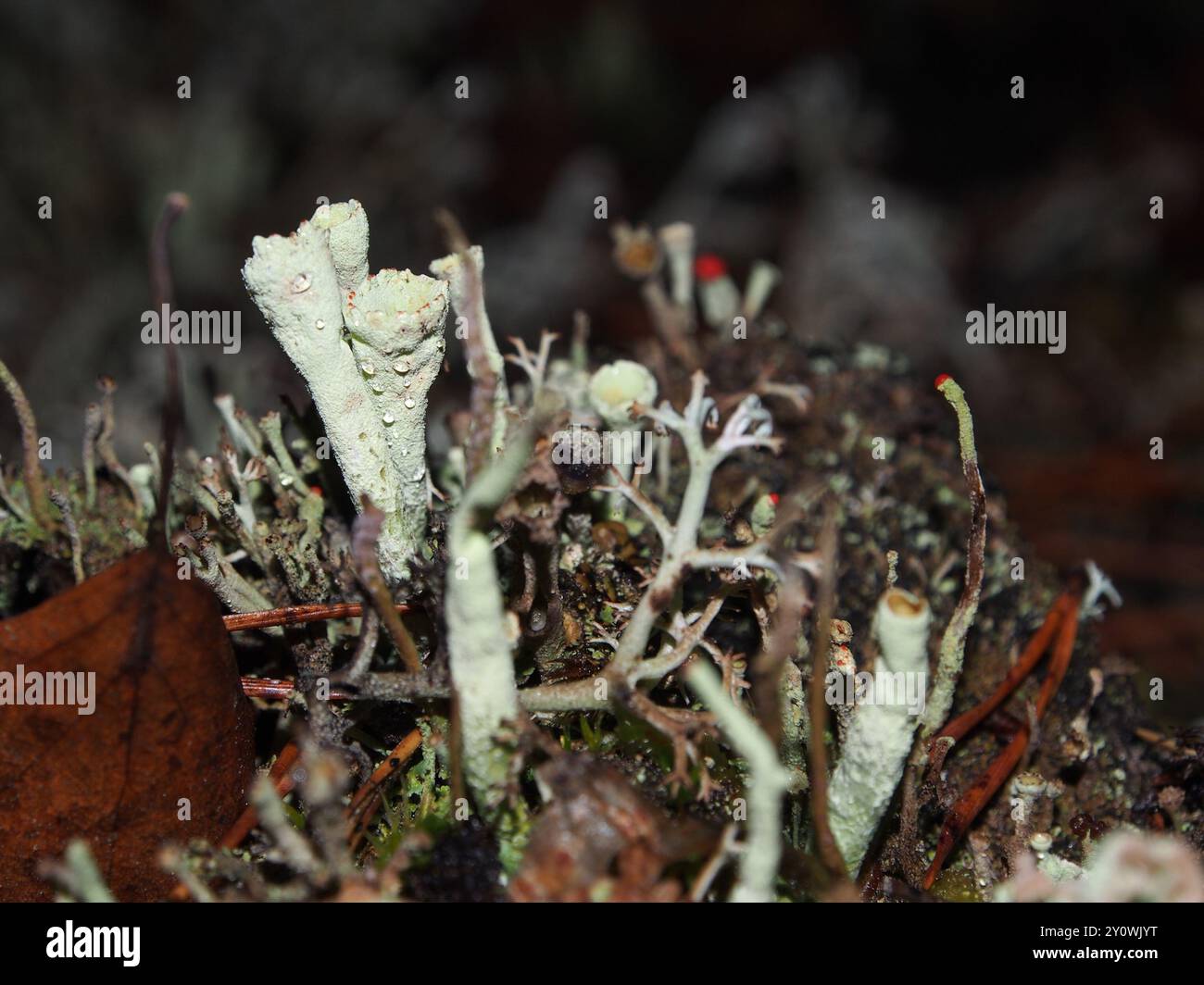 Lesser Sulphur-cup Lichen (Cladonia deformis) Fungi Stock Photo - Alamy