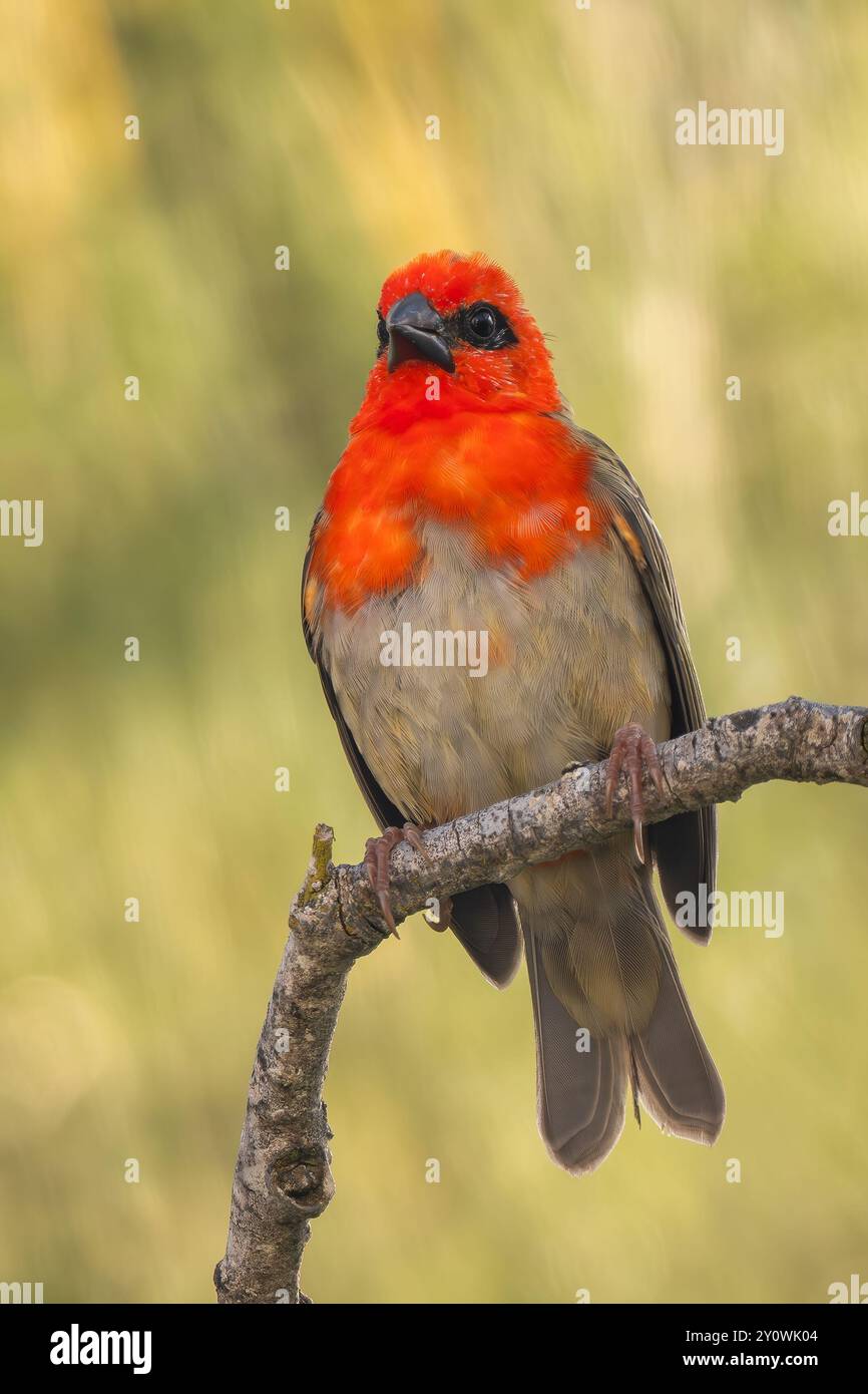 Mauritius fody - Foudia rubra, beautiful colored rare weaver bird ...
