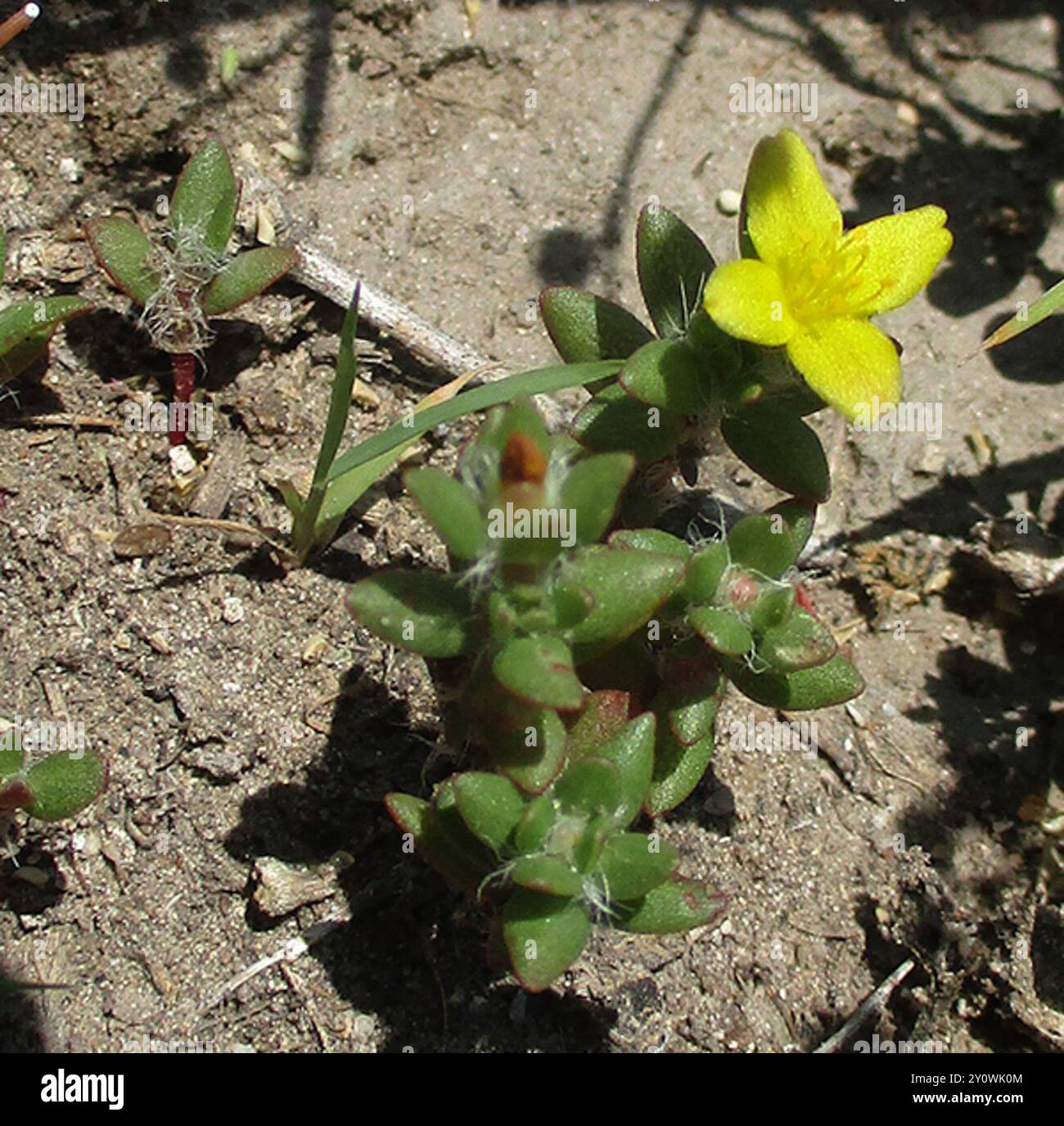 Chickenweed Purslane (Portulaca quadrifida) Plantae Stock Photo - Alamy