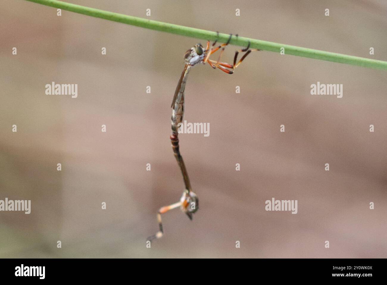 Slender Robberflies (Leptogaster) Insecta Stock Photo - Alamy