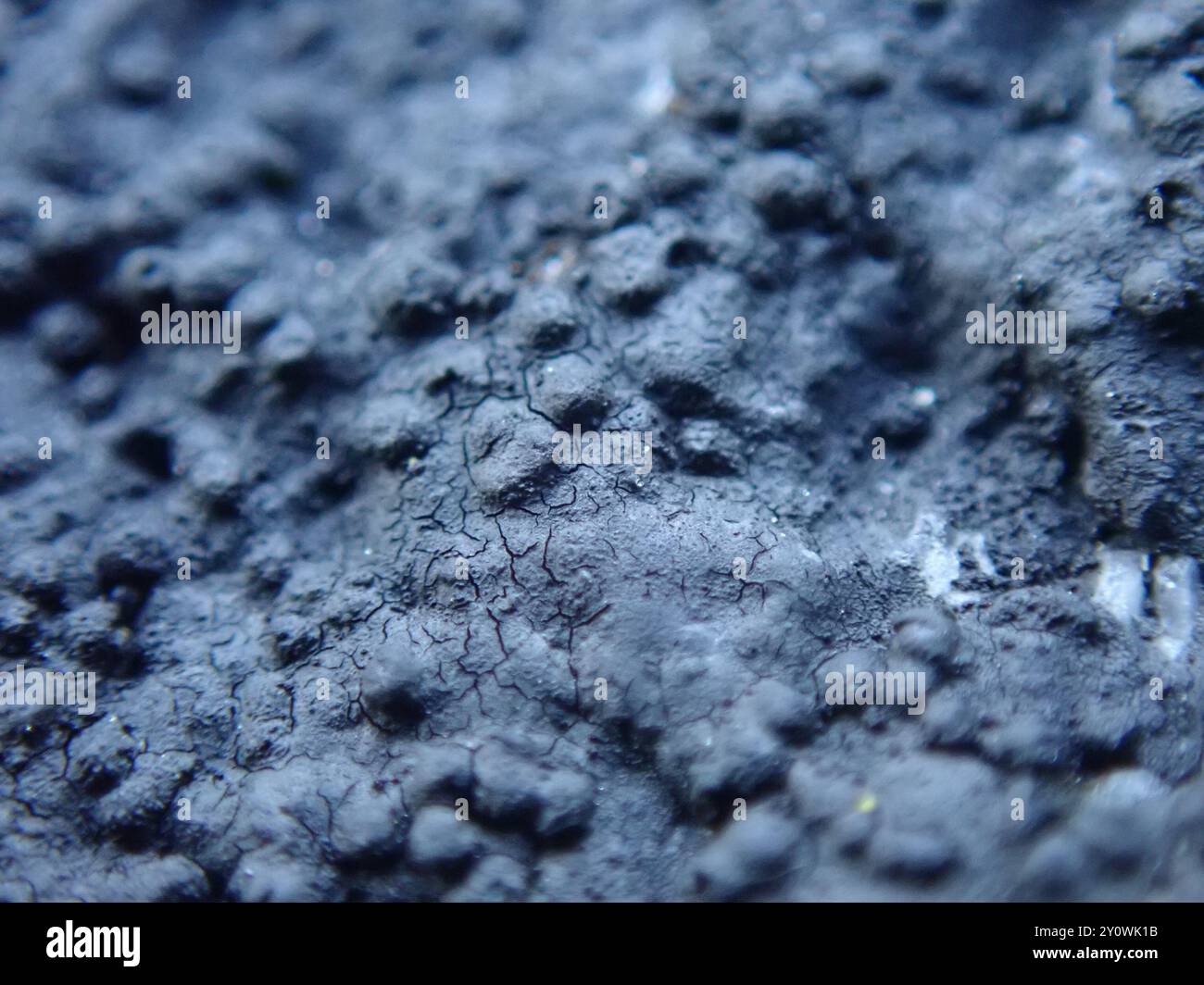 Wart Lichen (Hydropunctaria maura) Fungi Stock Photo - Alamy