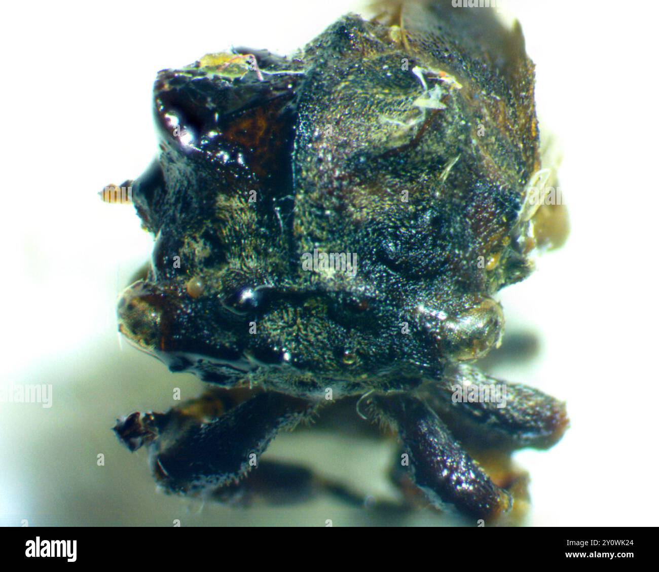 (Microcentrus perditus) Insecta Stock Photo - Alamy