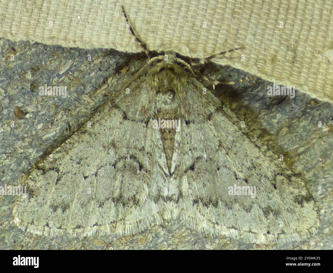 Toothed Phigalia Moth (Phigalia denticulata) Insecta Stock Photo - Alamy