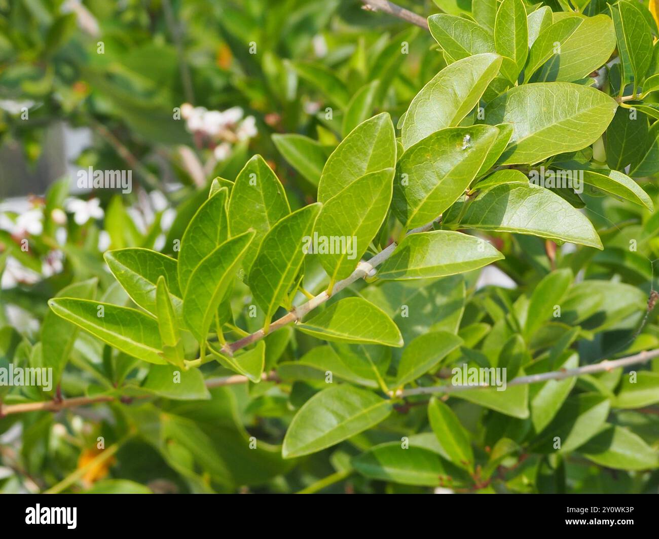 scrambling clerodendrum (Volkameria inermis) Plantae Stock Photo - Alamy