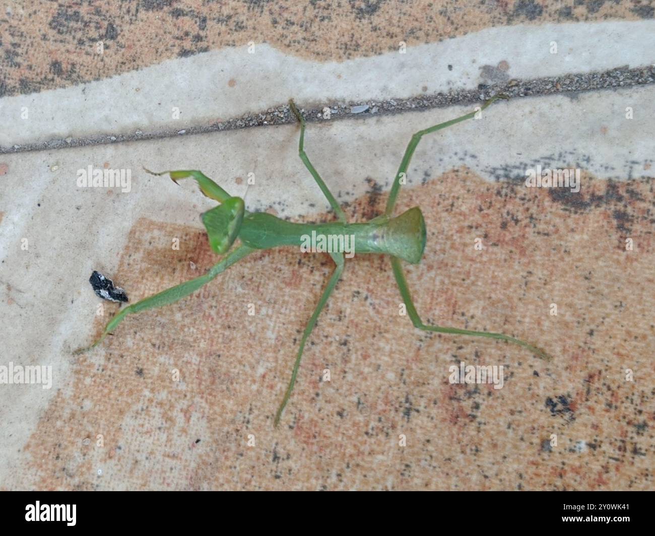 Large Green Praying Mantises (Sphodromantis) Insecta Stock Photo - Alamy