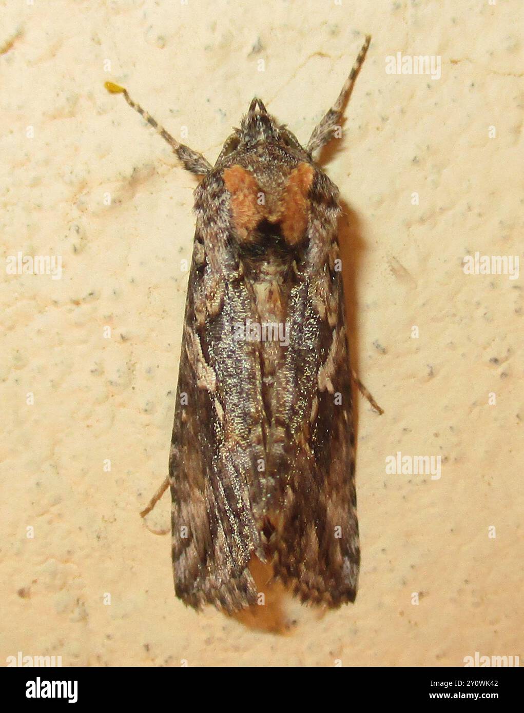 Plusiine Looper Moths (Plusiinae) Insecta Stock Photo - Alamy
