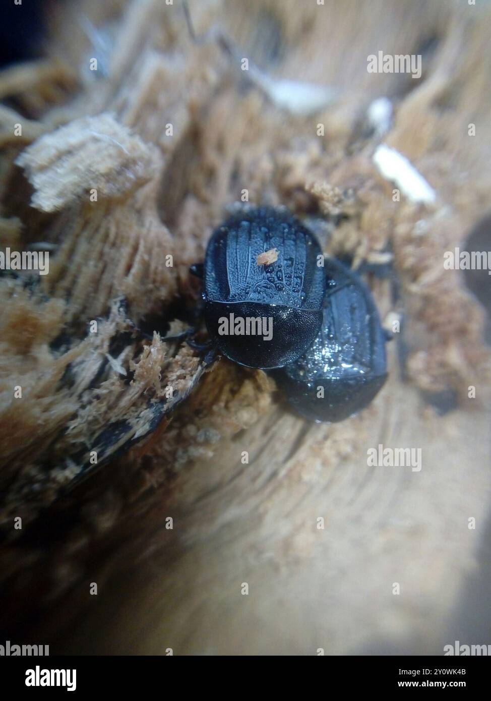 Black snail beetle (Phosphuga atrata) Insecta Stock Photo - Alamy