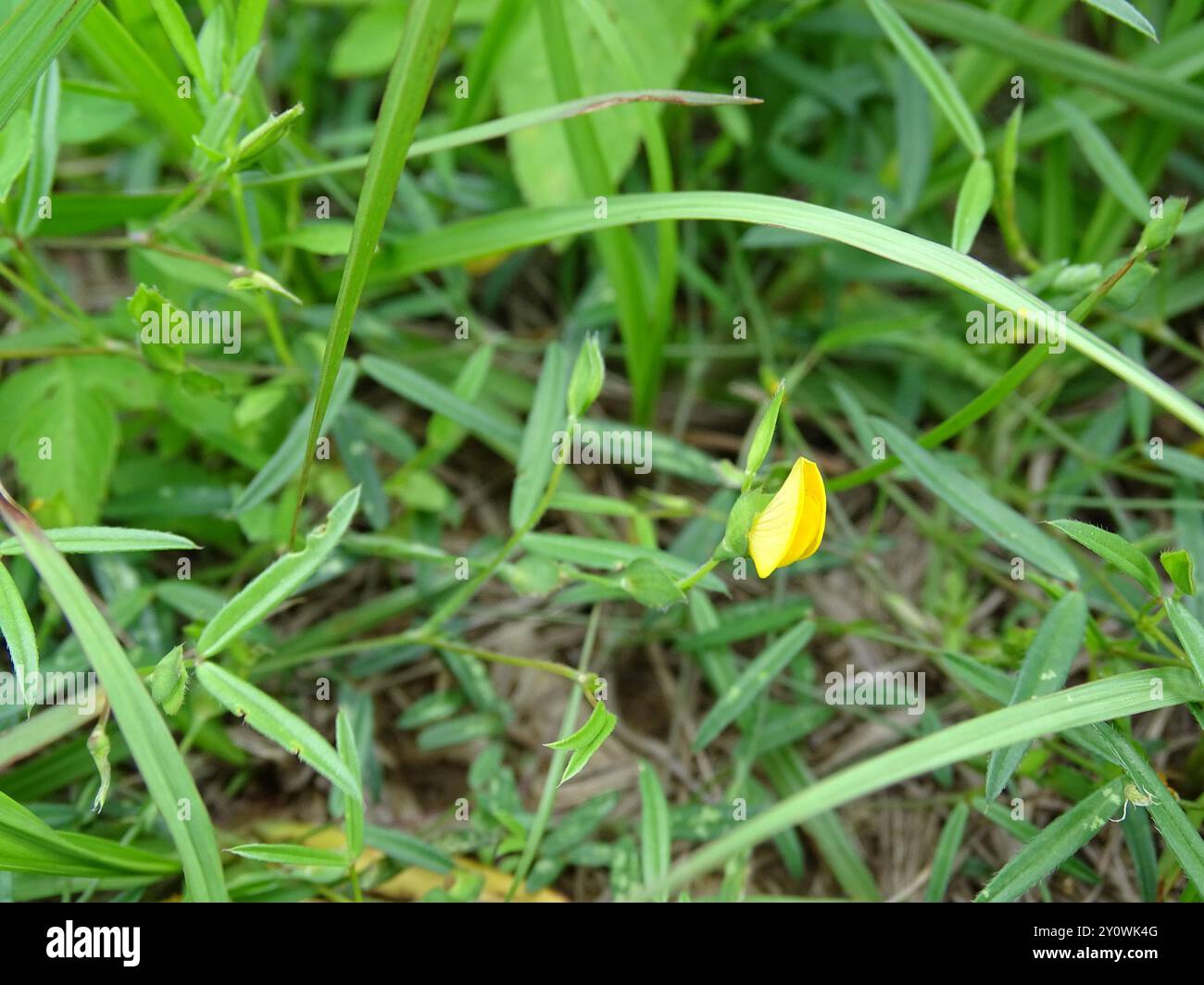 (Zornia gibbosa) Plantae Stock Photo - Alamy