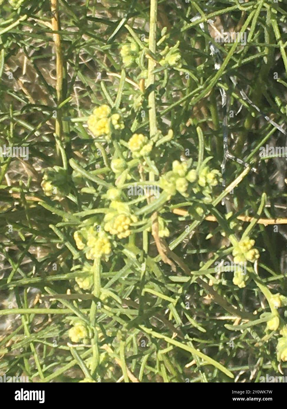 Cheesebush (Ambrosia salsola) Plantae Stock Photo - Alamy