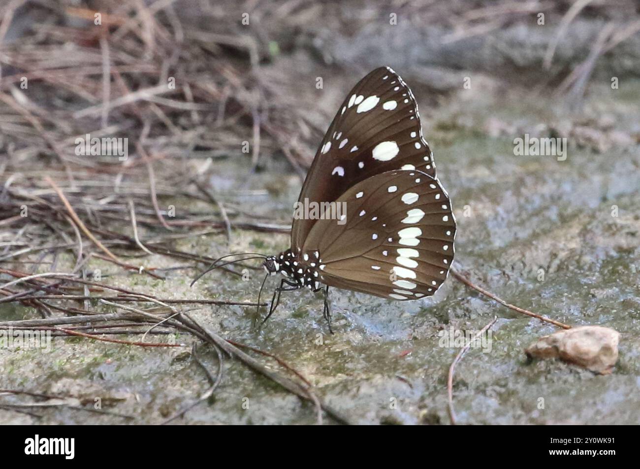 Common Crow Butterfly (Euploea core) Insecta Stock Photo - Alamy