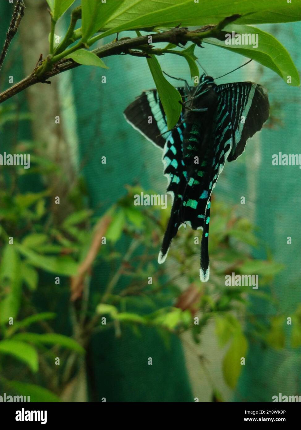 Urania Swallowtail Moth (Urania fulgens) Insecta Stock Photo - Alamy