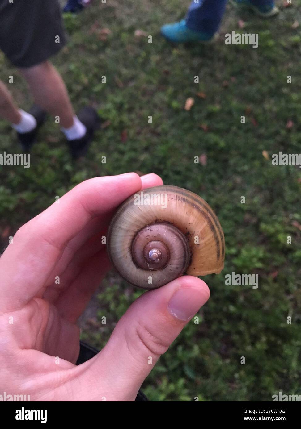 Island Apple Snail (Pomacea maculata) Mollusca Stock Photo - Alamy