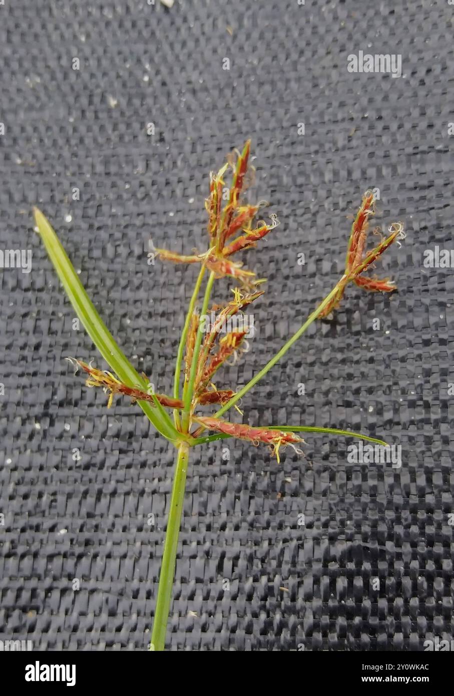 Purple nutsedge (Cyperus rotundus) Plantae Stock Photo - Alamy