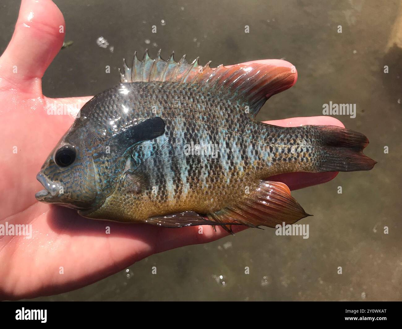 Longear Sunfish Complex (Lepomis megalotis) Actinopterygii Stock Photo ...