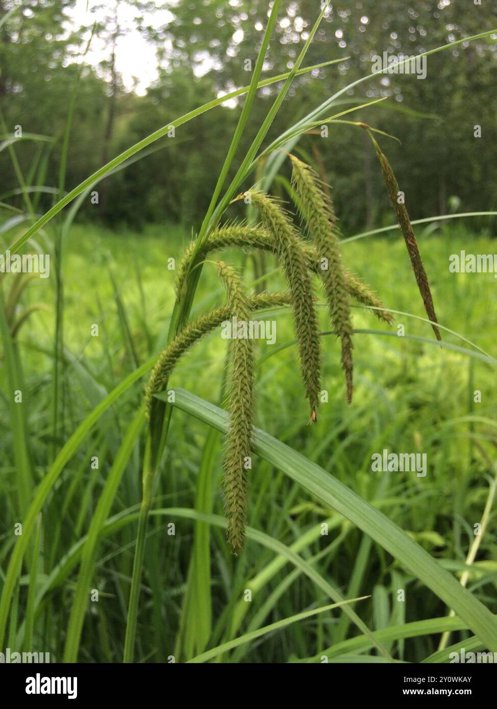 nodding sedge (Carex gynandra) Plantae Stock Photo - Alamy