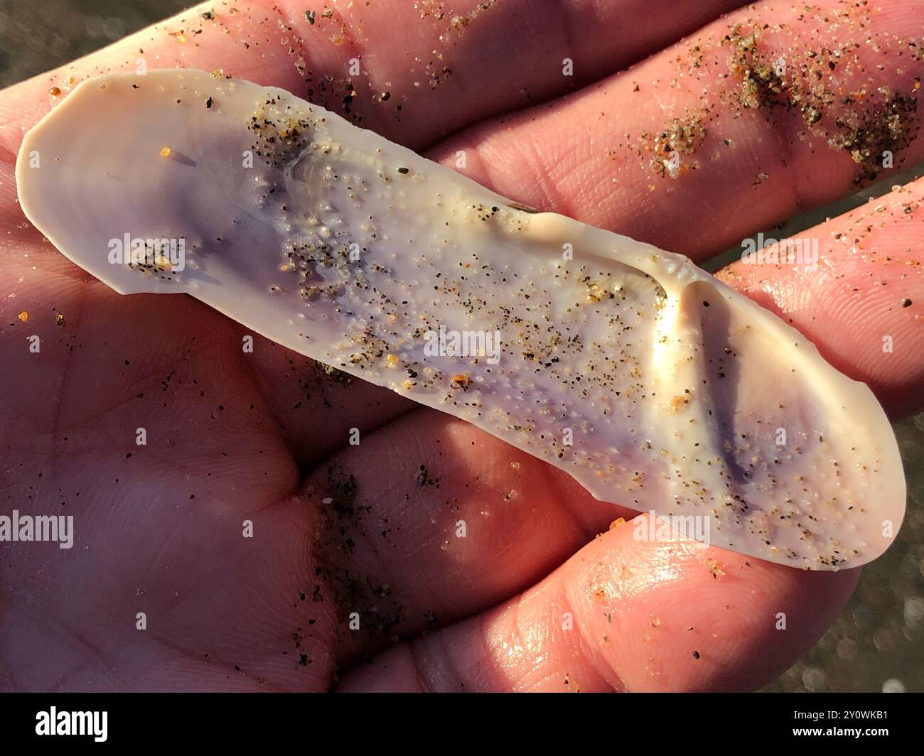 Pacific Razor Clam (Siliqua patula) Mollusca Stock Photo - Alamy