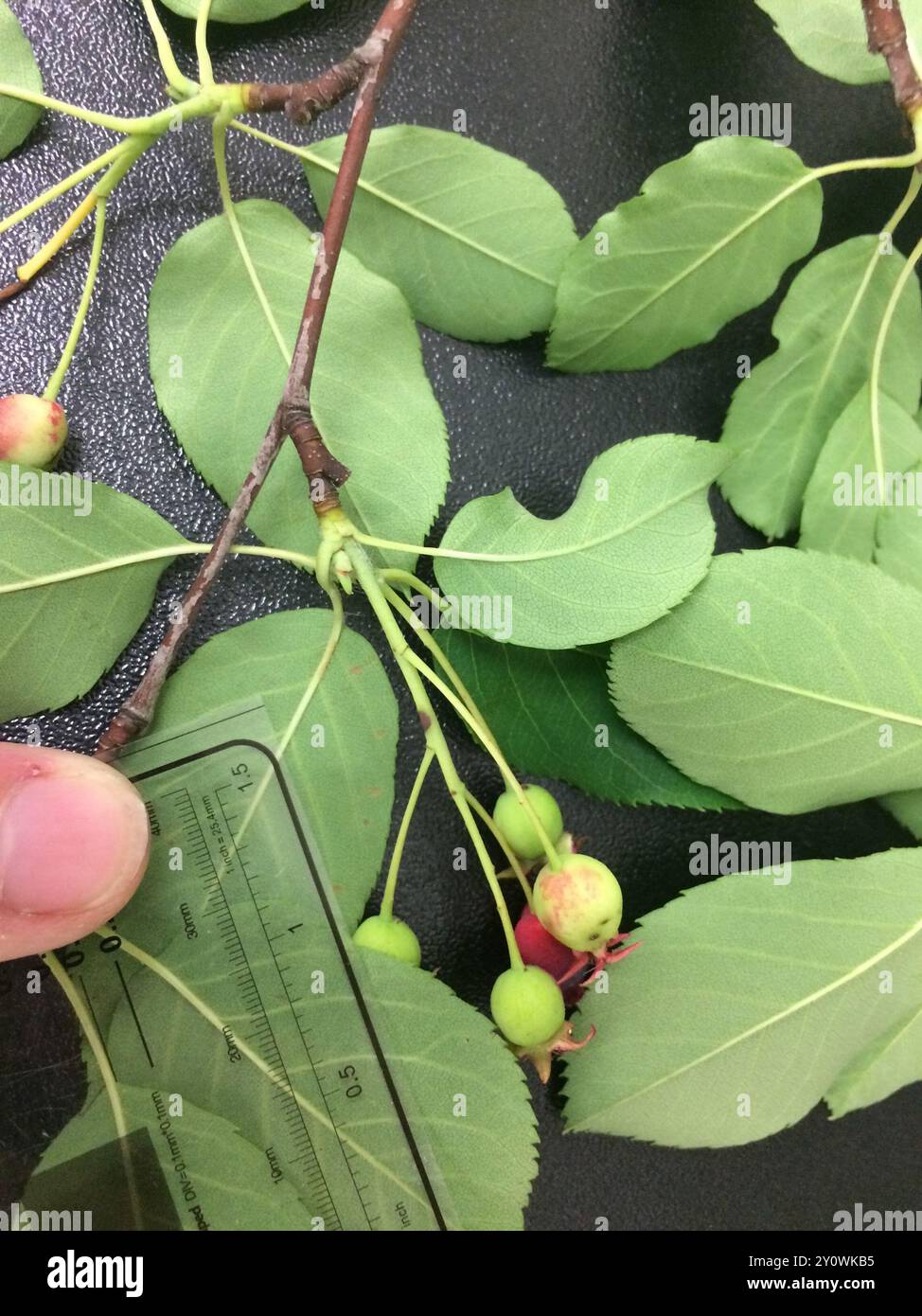 Running Serviceberry (Amelanchier stolonifera) Plantae Stock Photo - Alamy