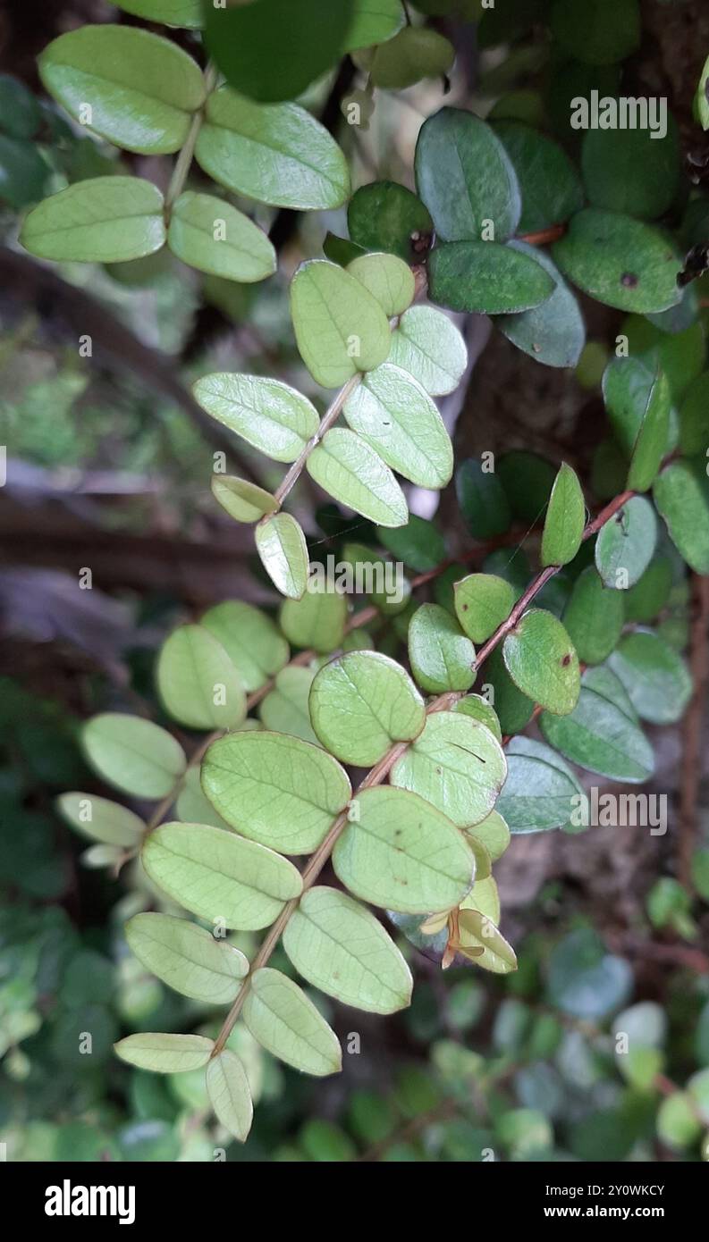 white climbing rātā (Metrosideros diffusa) Plantae Stock Photo - Alamy