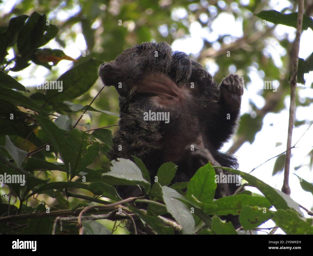 Miller's Saki (Pithecia milleri) Mammalia Stock Photo - Alamy