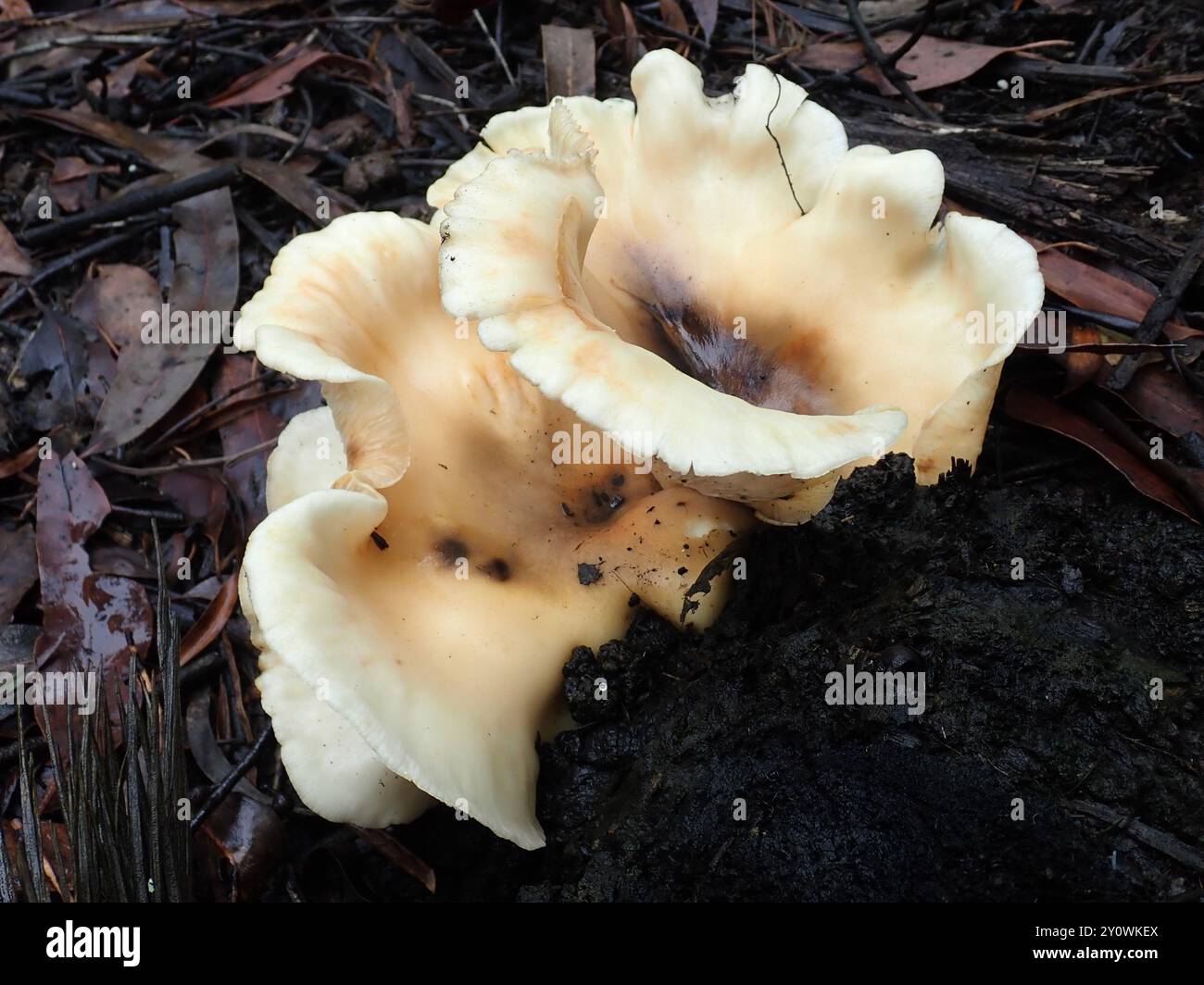 ghost fungus (Omphalotus nidiformis) Fungi Stock Photo - Alamy