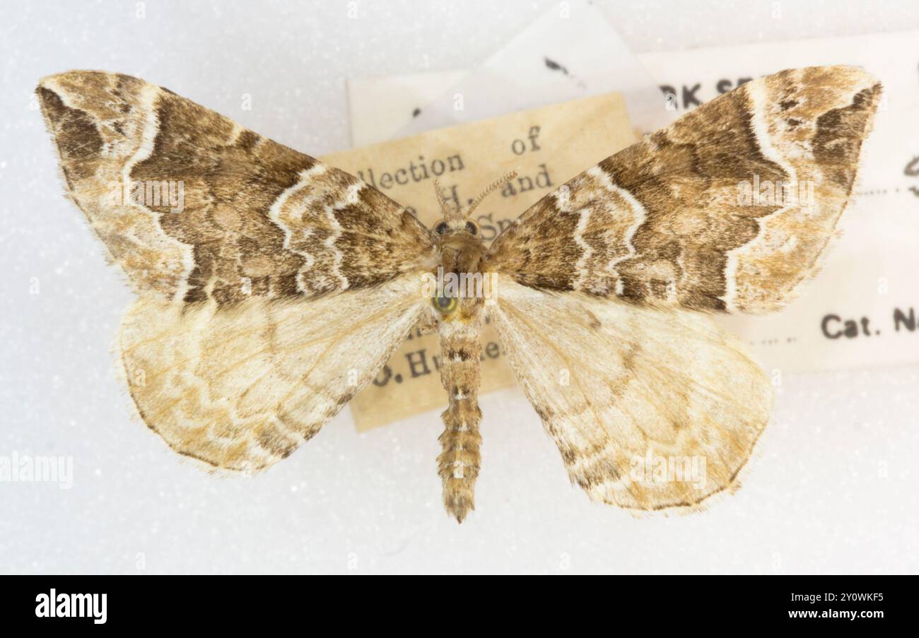 Northwestern Phoenix Moth (Eulithis xylina) Insecta Stock Photo - Alamy