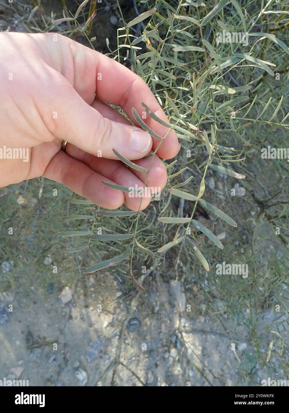 mesquites (Neltuma) Plantae Stock Photo - Alamy