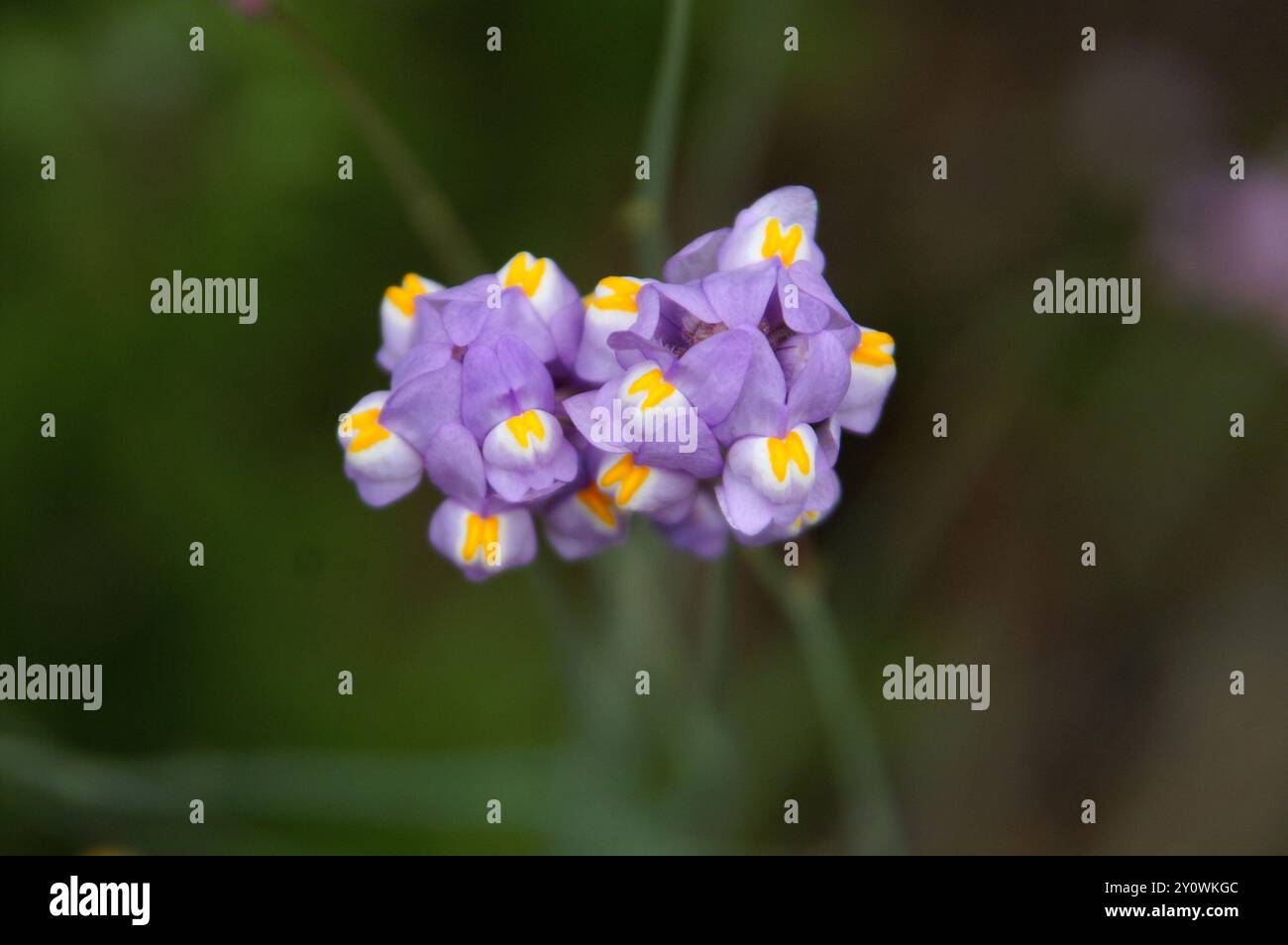 Linaria clementei hi-res stock photography and images - Alamy