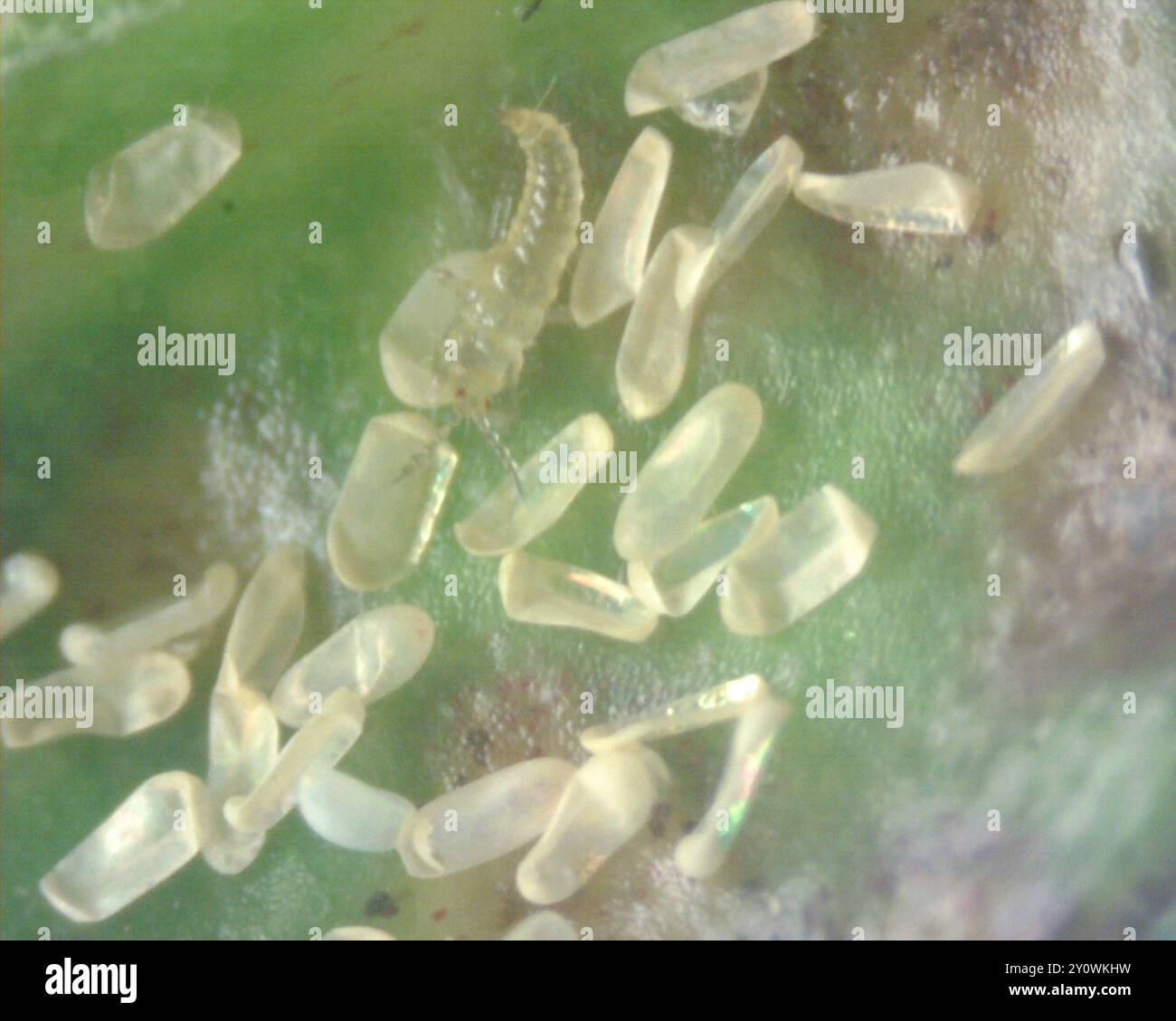 Common Thrips (Thripidae) Insecta Stock Photo - Alamy