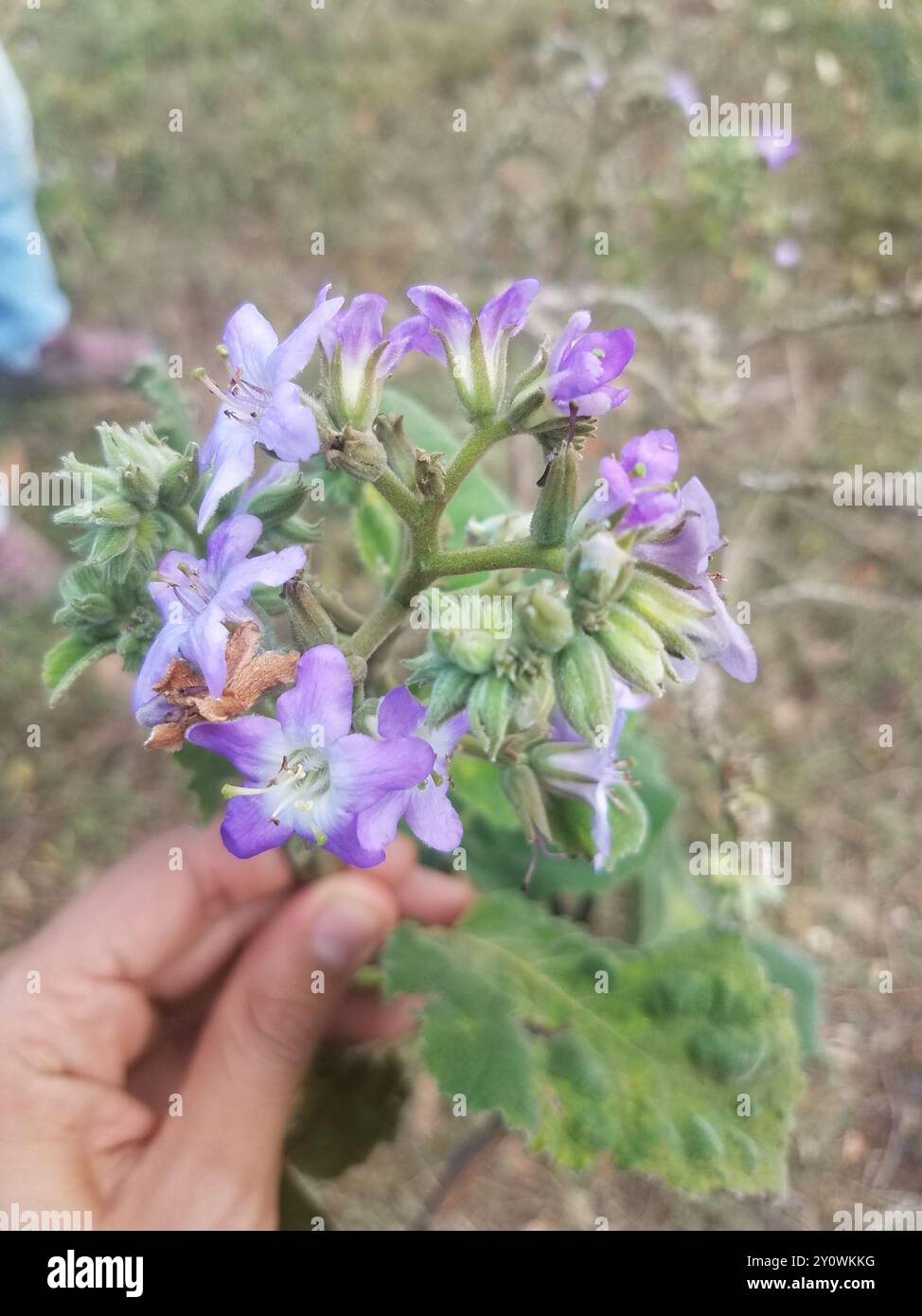 fiberglass plant (Wigandia urens) Plantae Stock Photo - Alamy