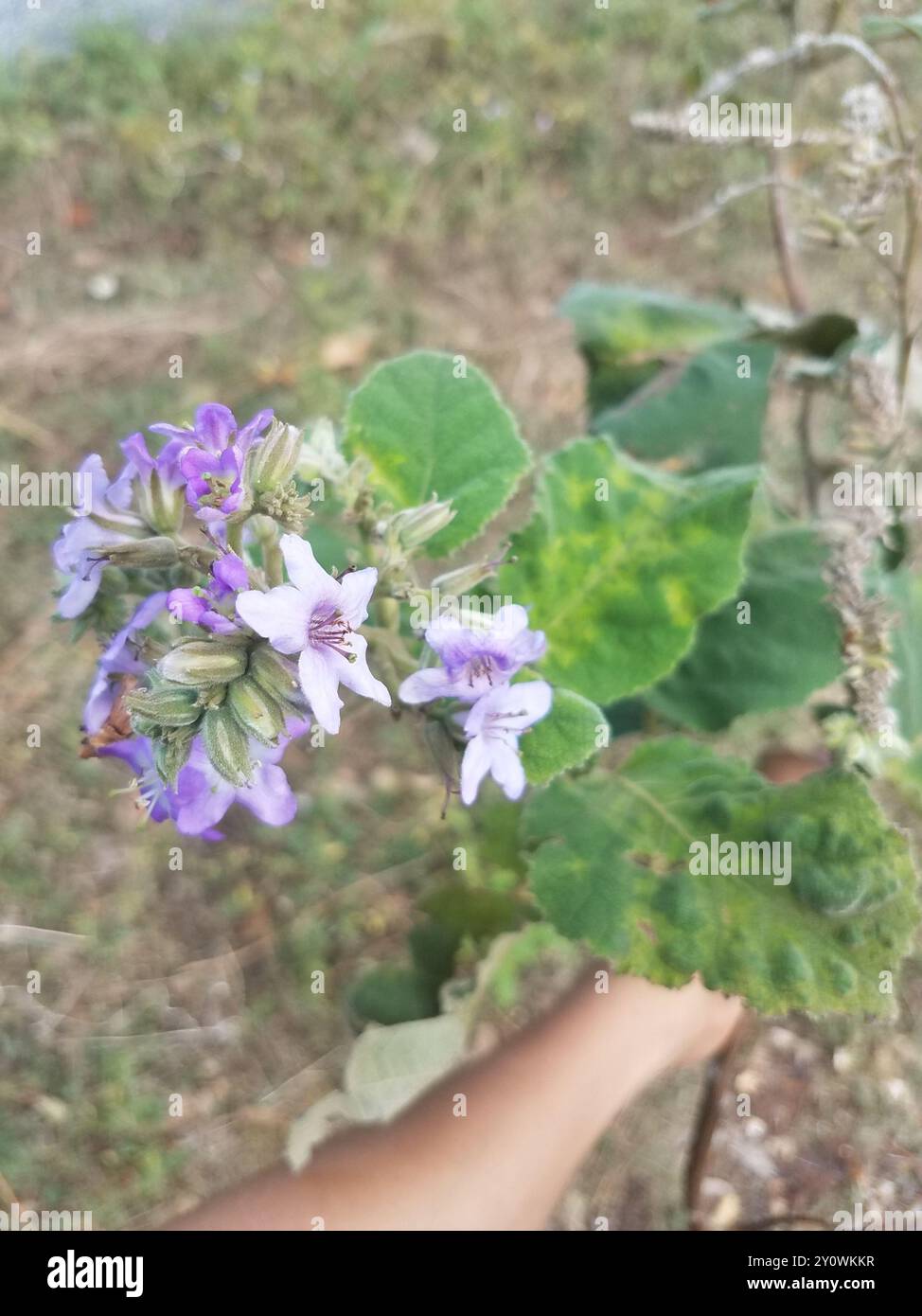 fiberglass plant (Wigandia urens) Plantae Stock Photo - Alamy