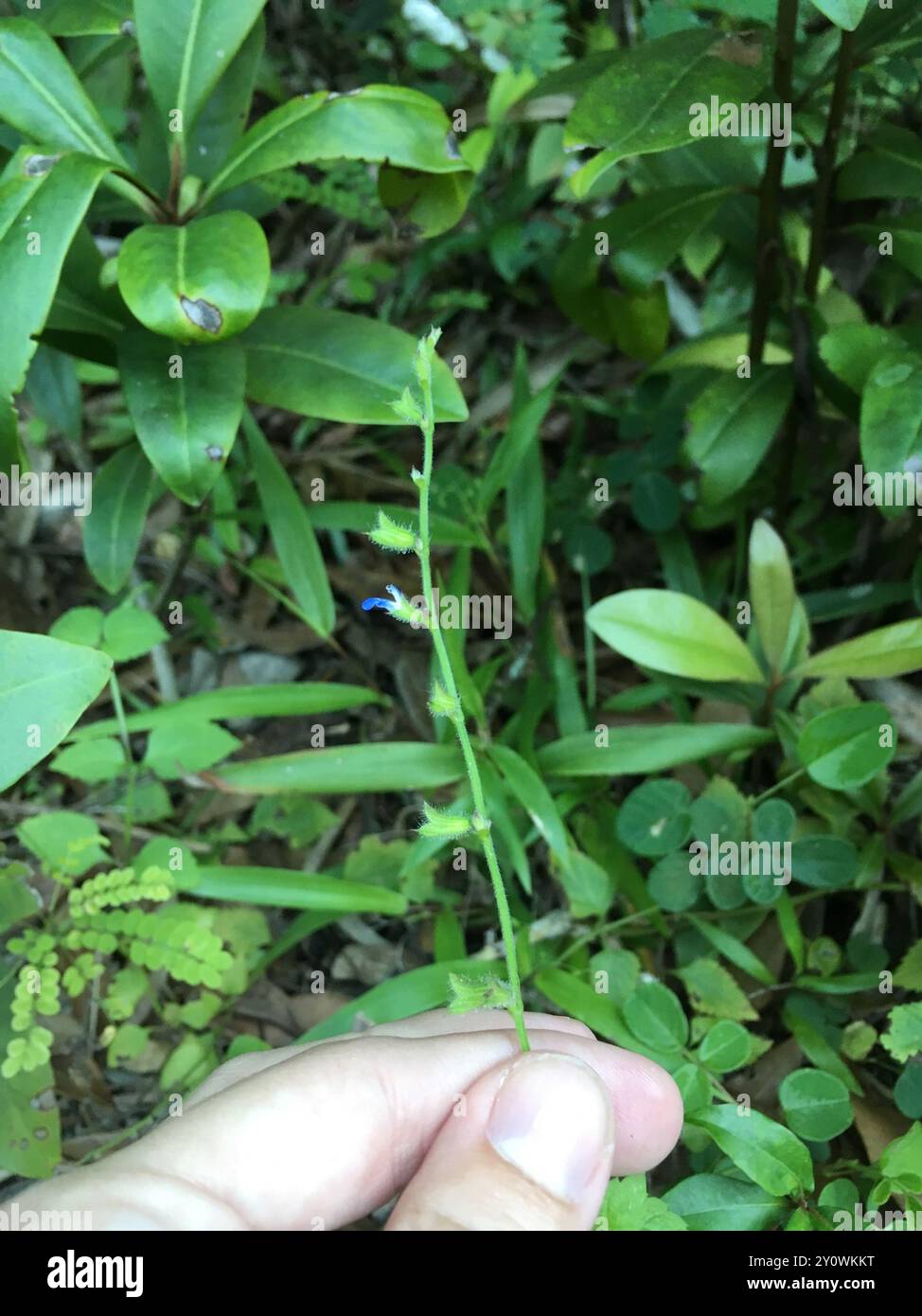 River sage (Salvia misella) Plantae Stock Photo - Alamy