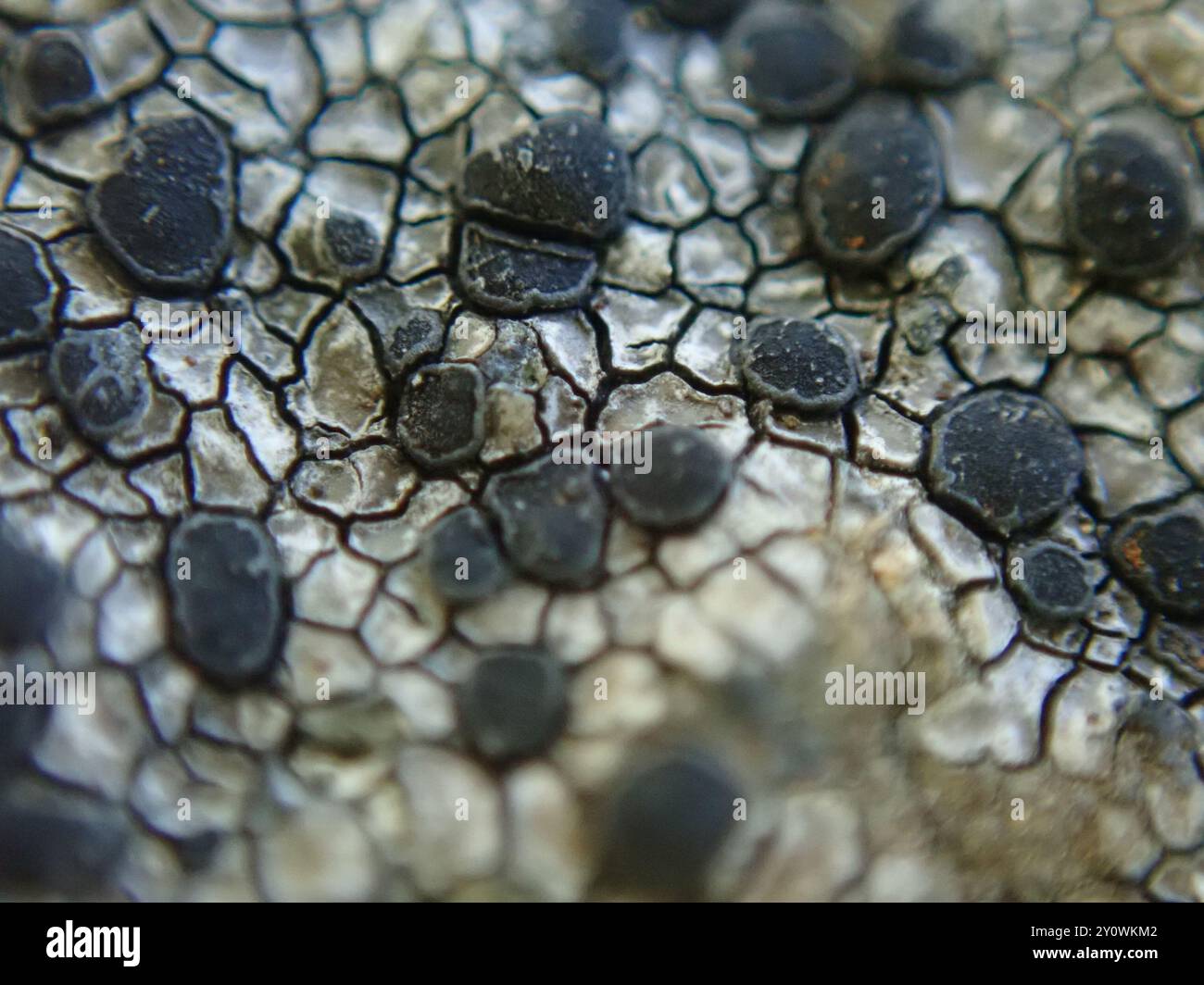 Tile Lichen (Lecidea tessellata) Fungi Stock Photo - Alamy