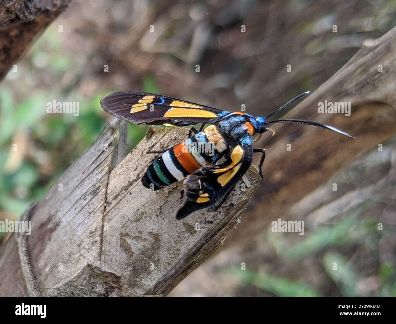 Basker (Euchromia lethe) Insecta Stock Photo - Alamy