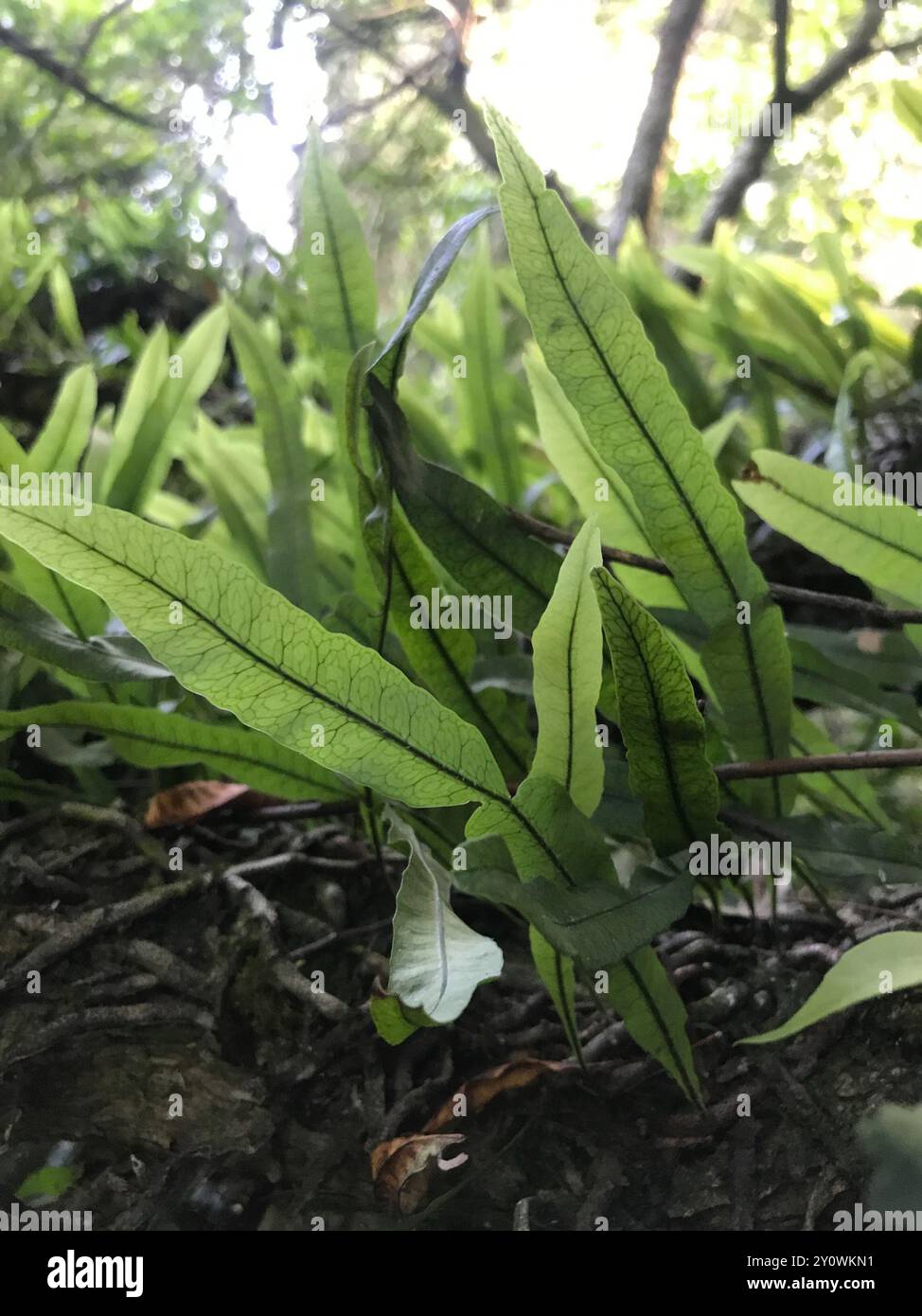 (Microgramma squamulosa) Plantae Stock Photo - Alamy