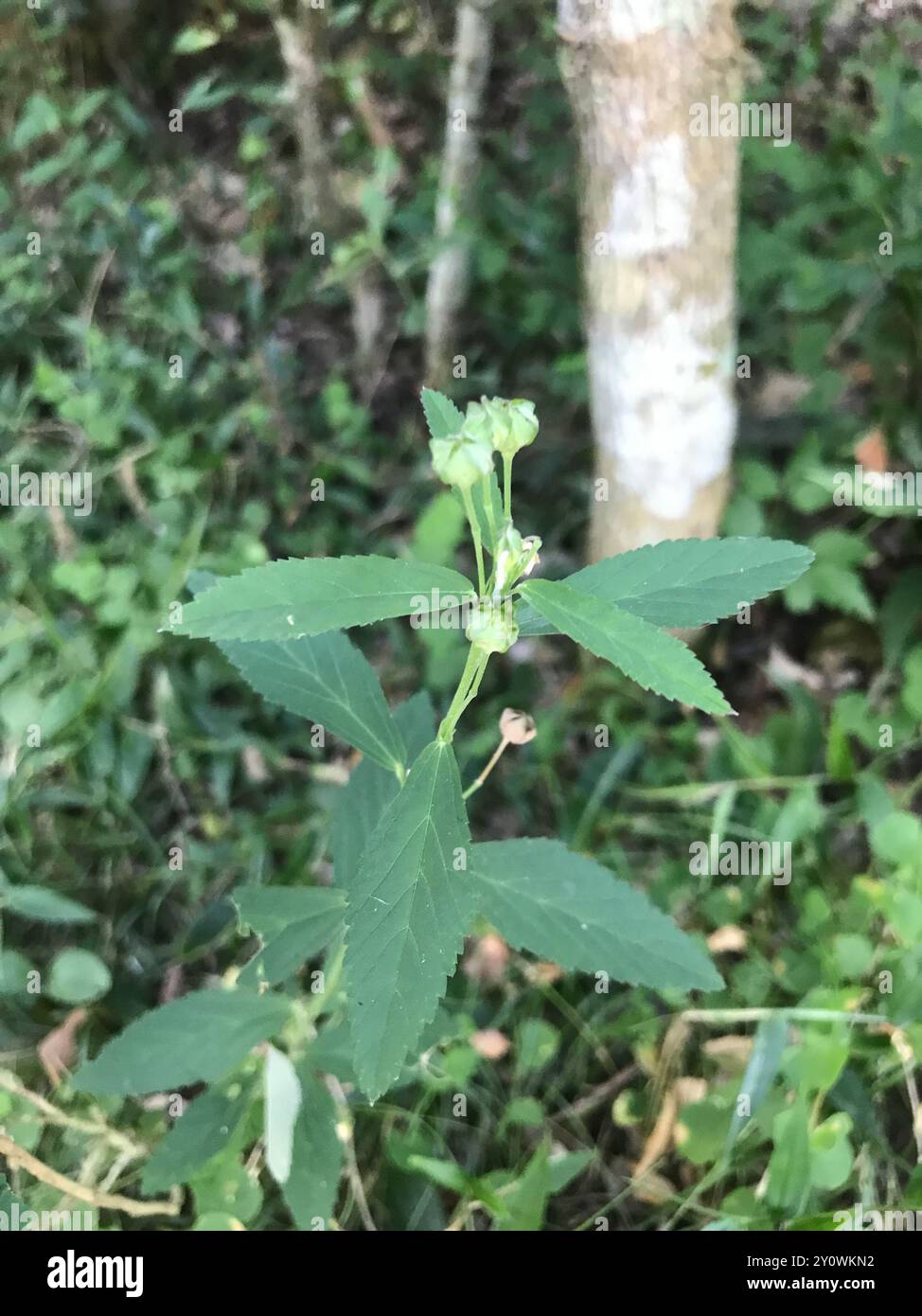Cuban jute (Sida rhombifolia) Plantae Stock Photo - Alamy