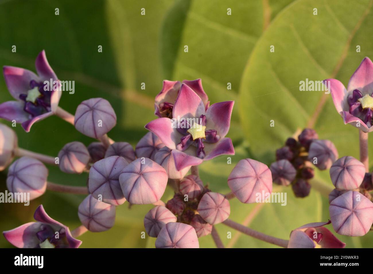 giant milkweed (Calotropis procera) Plantae Stock Photo - Alamy