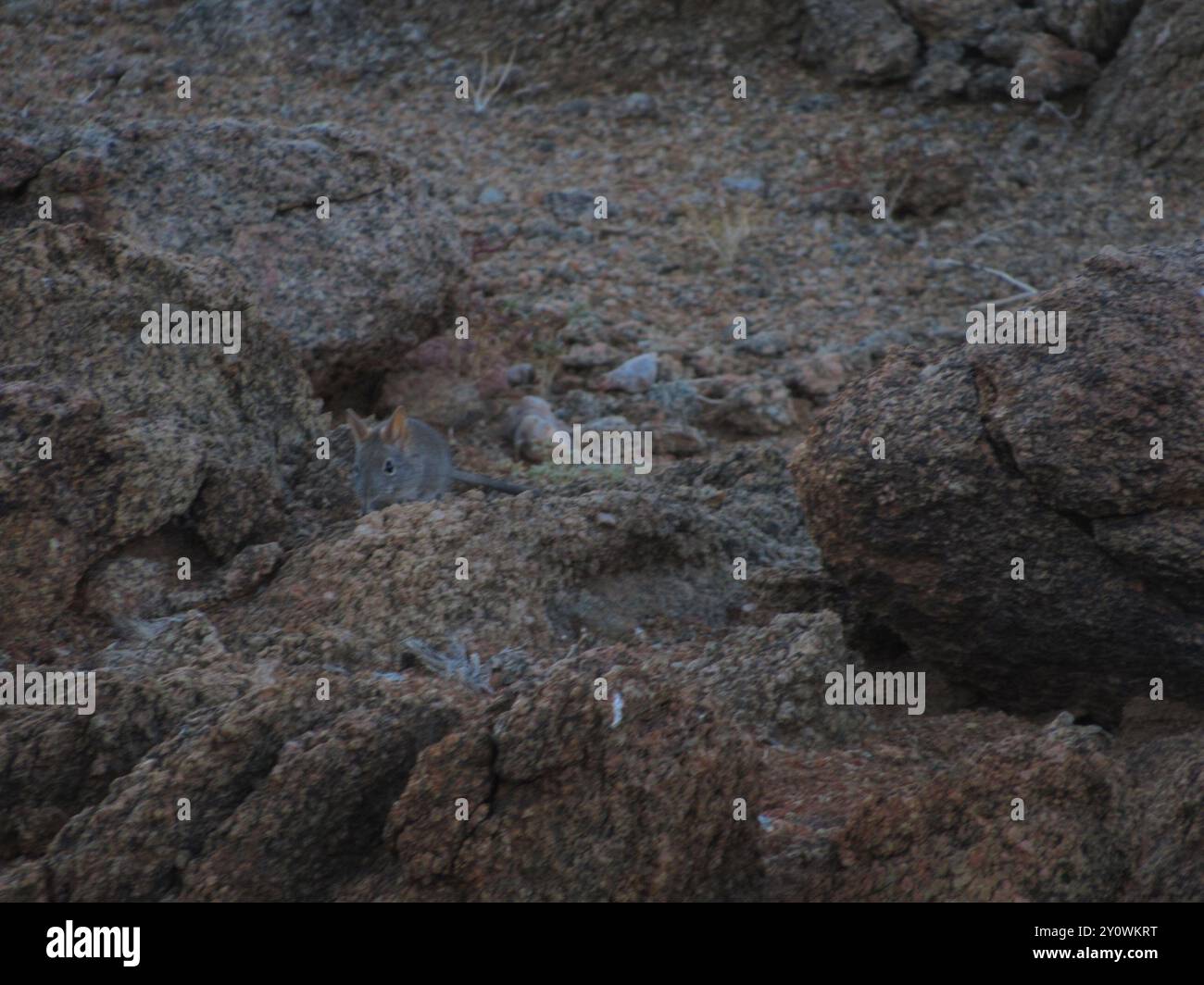 Western Rock Sengi (Elephantulus rupestris) Mammalia Stock Photo - Alamy
