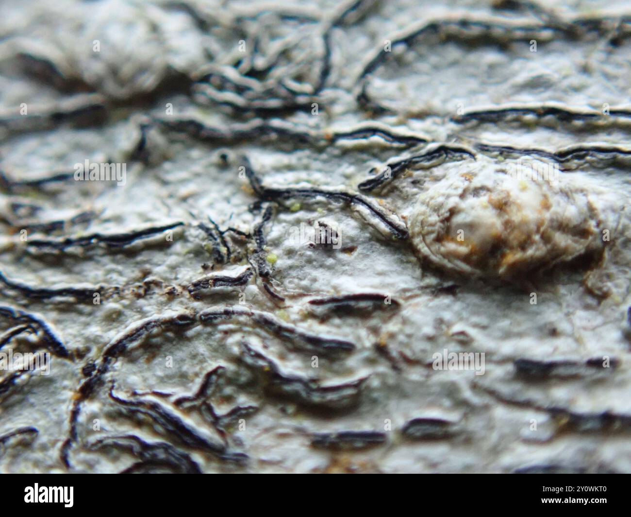 Common Script Lichen (Graphis scripta) Fungi Stock Photo - Alamy