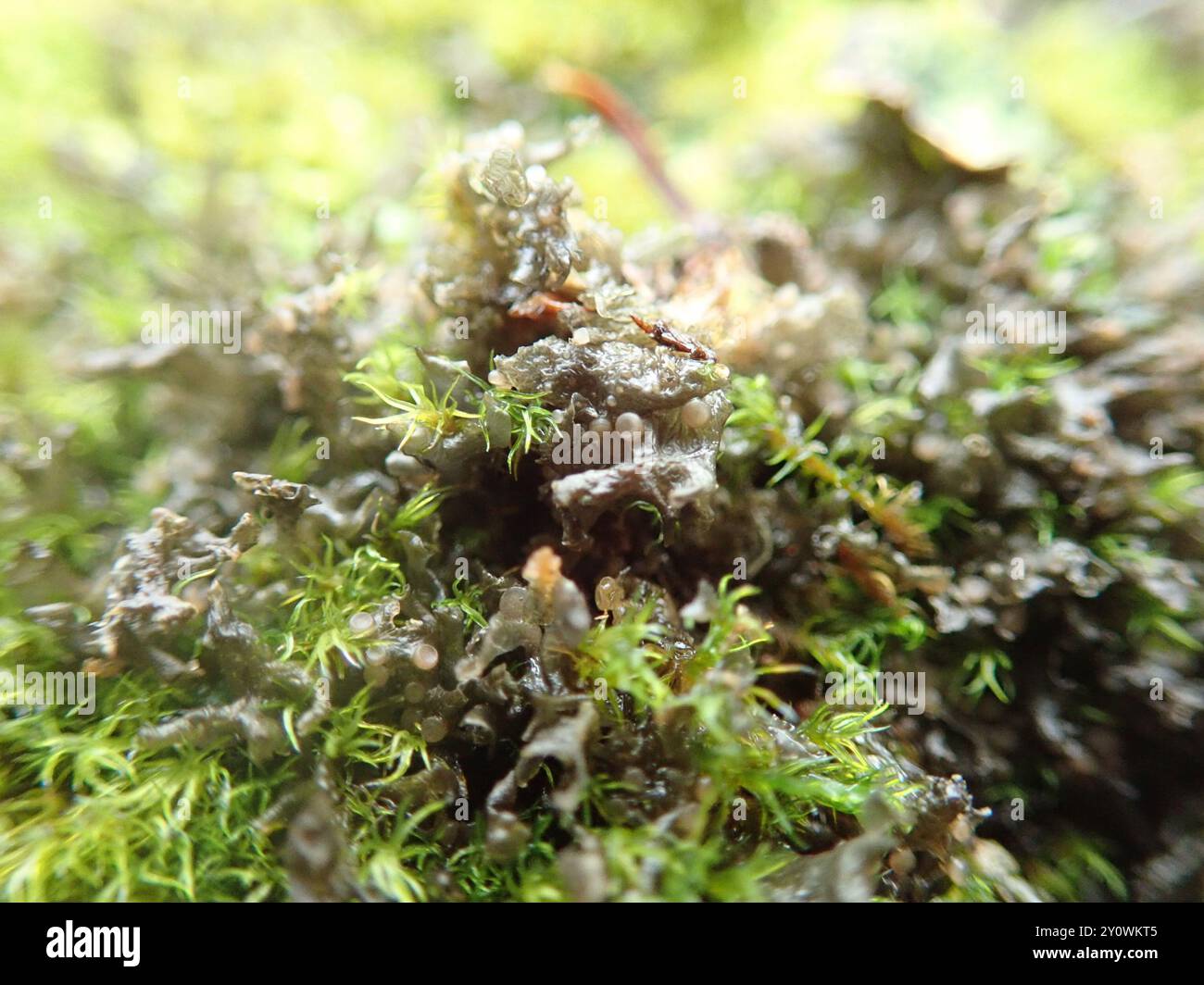Antlered Jellyskin Lichen (Scytinium palmatum) Fungi Stock Photo - Alamy