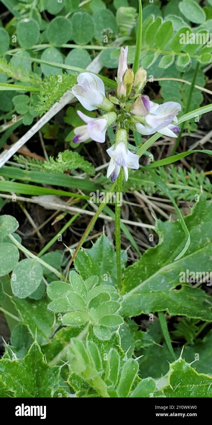 Alpine Milkvetch (Astragalus alpinus) Plantae Stock Photo - Alamy
