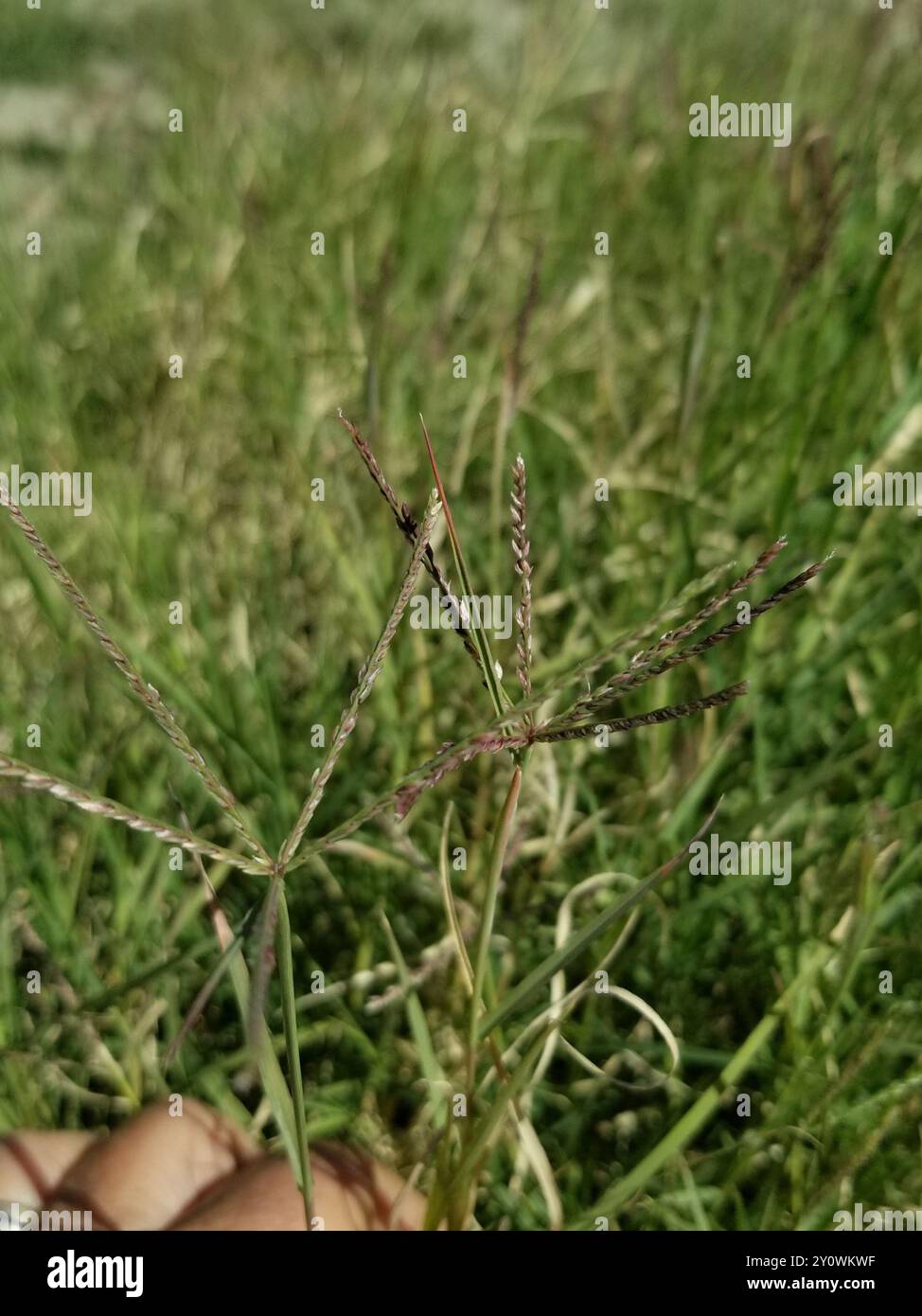 Bermuda grass (Cynodon dactylon) Plantae Stock Photo - Alamy