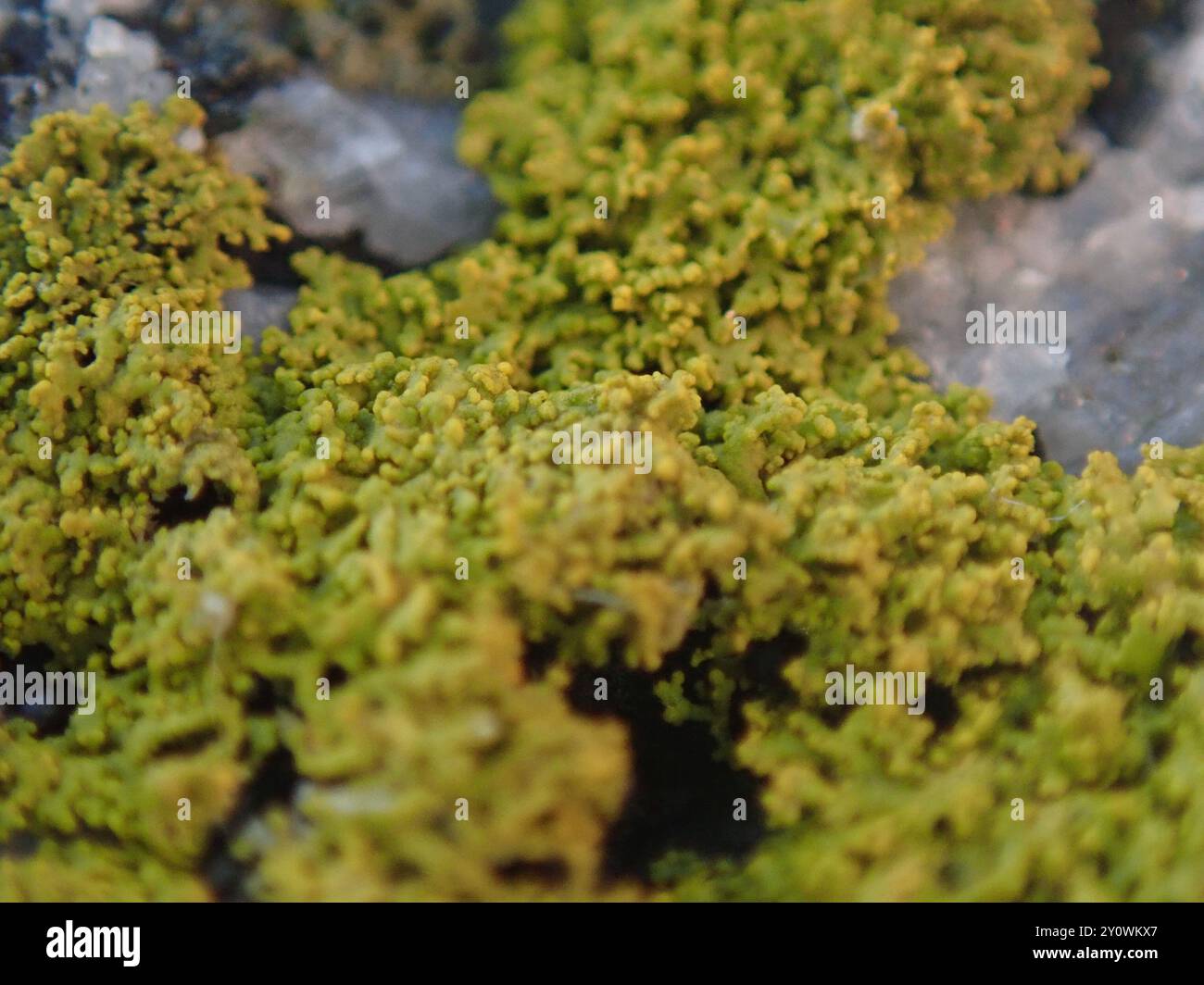 Shrubby Sunburst Lichen (Polycauliona candelaria) Fungi Stock Photo - Alamy