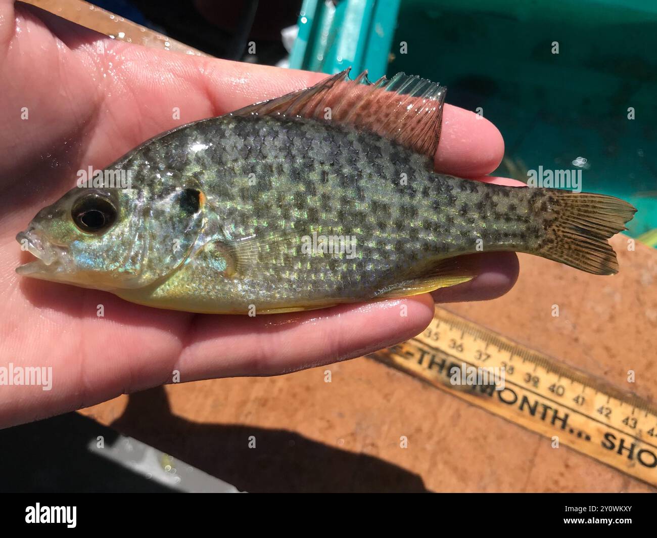 Redear Sunfish (Lepomis microlophus) Actinopterygii Stock Photo - Alamy