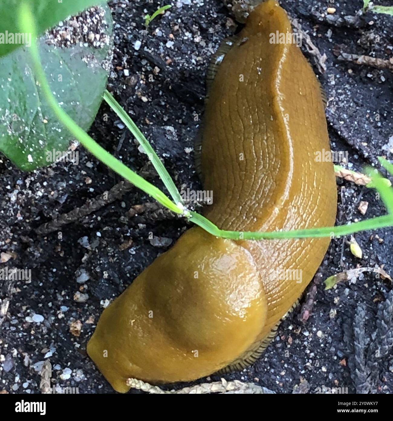 California Banana Slug (Ariolimax californicus) Mollusca Stock Photo ...