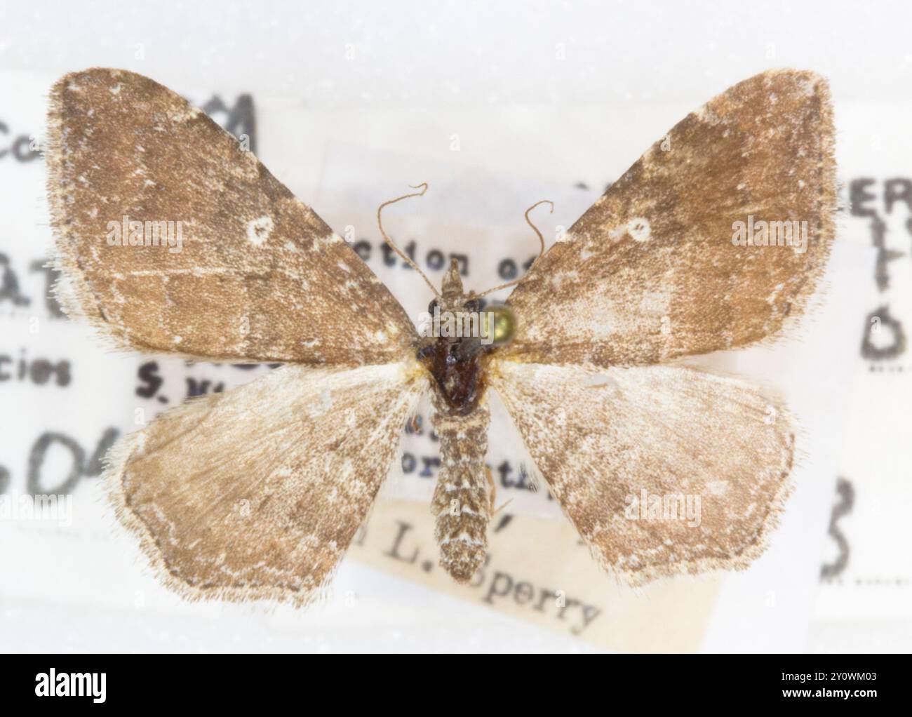 Gem Moth (Orthonama obstipata) Insecta Stock Photo - Alamy