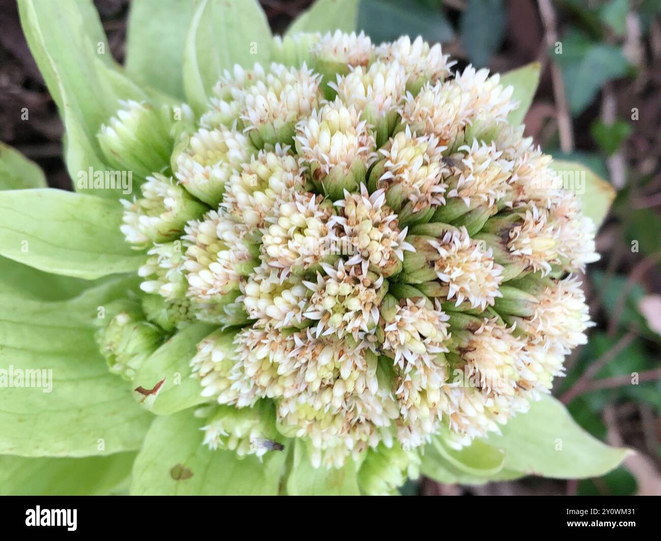 Giant Butterbur (Petasites japonicus) Plantae Stock Photo - Alamy