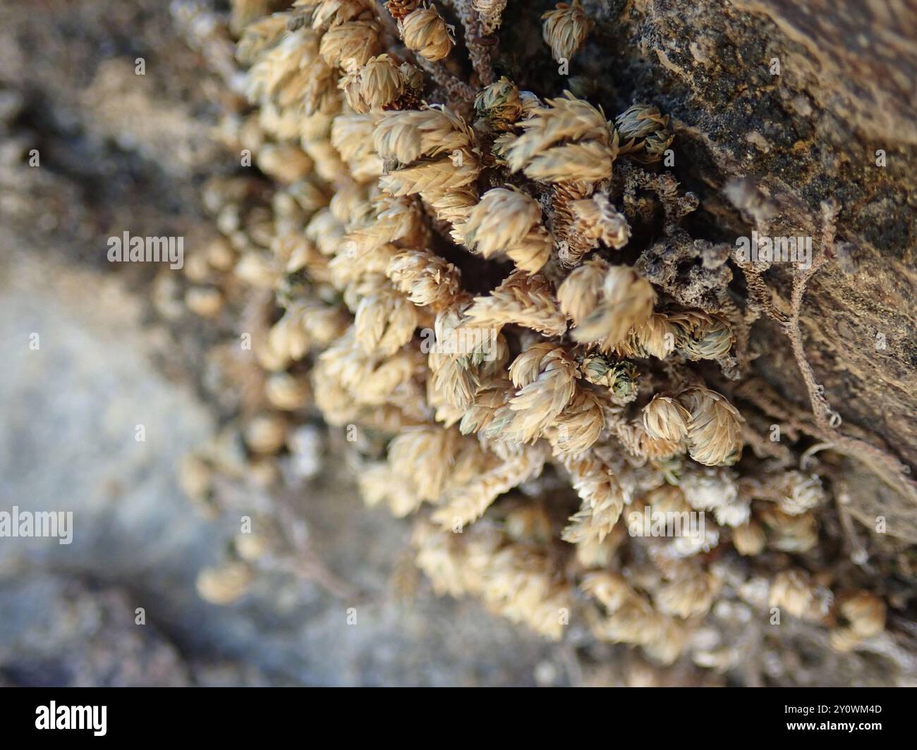 Desert Spikemoss (Selaginella eremophila) Plantae Stock Photo - Alamy
